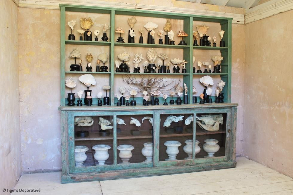 Antique Collection Of 30 Mounted Sea Shells, Natural Interior, Buy On ...